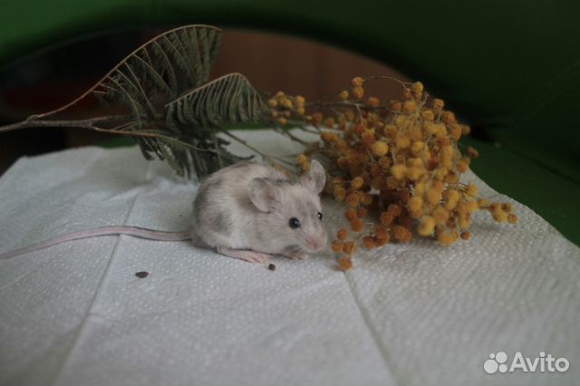 Мыши в добрые руки, мышата. Девочки и парни