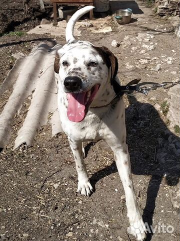 Далматин ищет дом