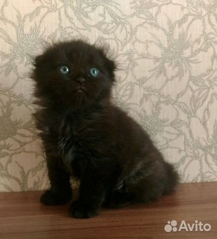 Чистокровные шотландцы