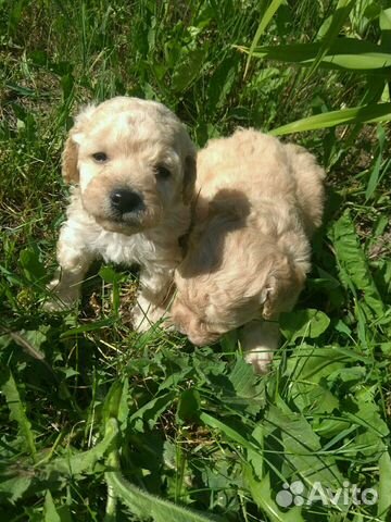 Пудельки-абрикосики