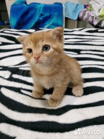 Котята вислоухие шотландцы