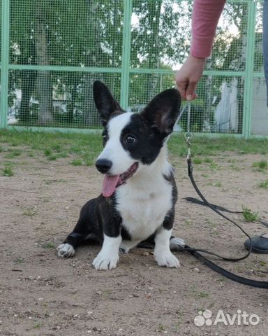 Вельш корги кардиган