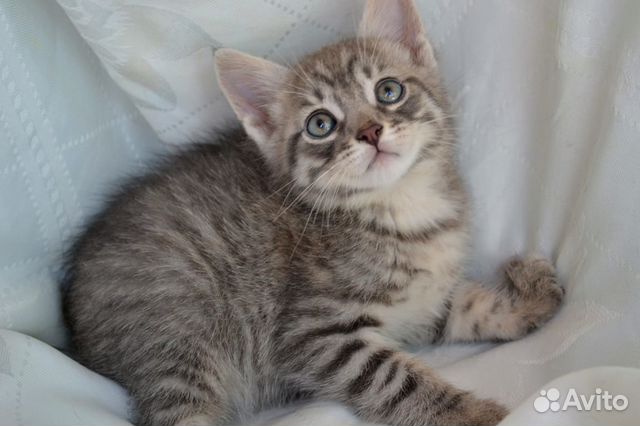 Котенок Тишка в добрые руки