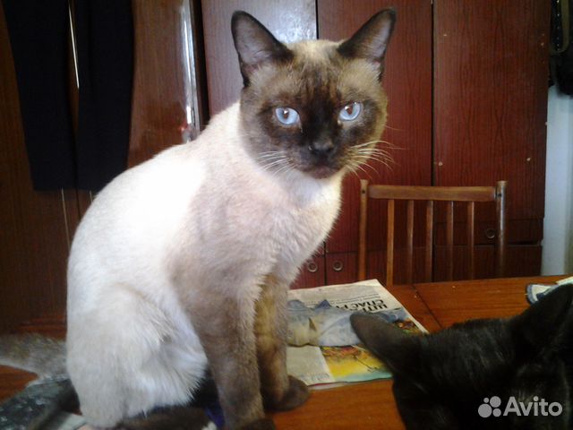 Потерялся молодой котик Васька