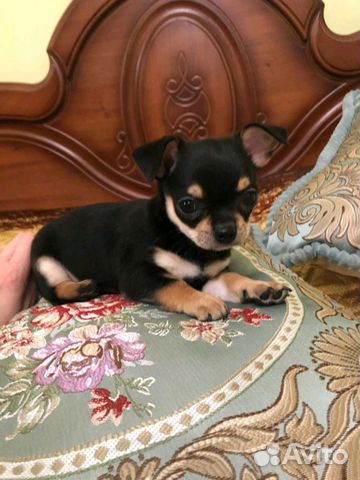 Продаются щенки чихуахуа
