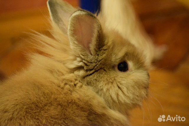 Кролик Пушистик