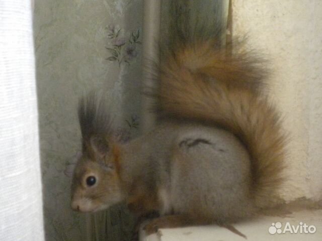 Белка домашняя