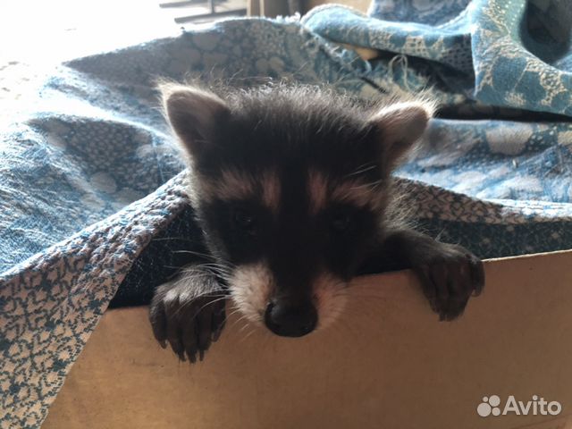 Щенок енота