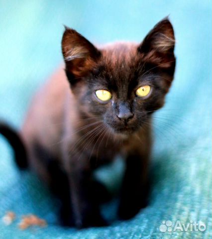 Аленка) шоколадное чудо) ждет хозяев