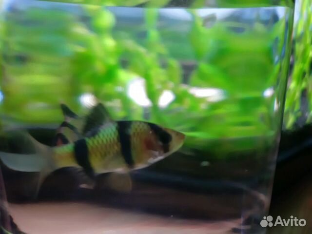 Отдам. Барбус гло (светятся в неоне)