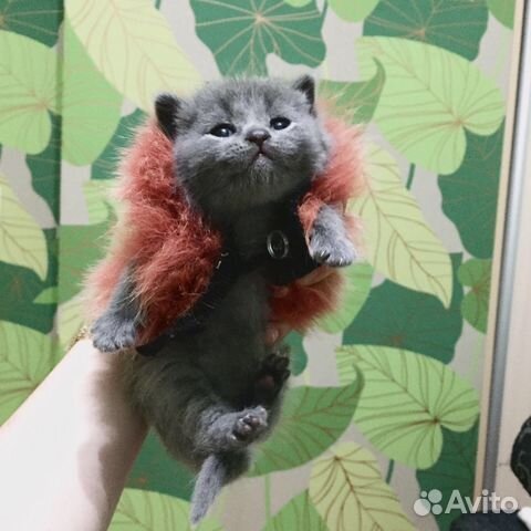 Котёнок
