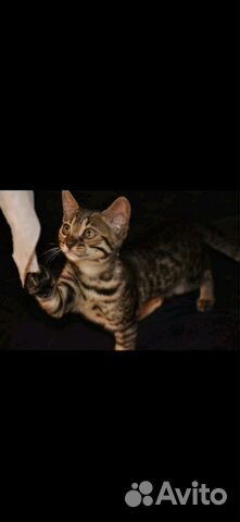 Бенгальская девочка