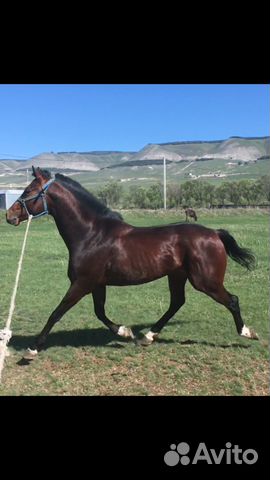 Чистокровные жеребцы 2015 года