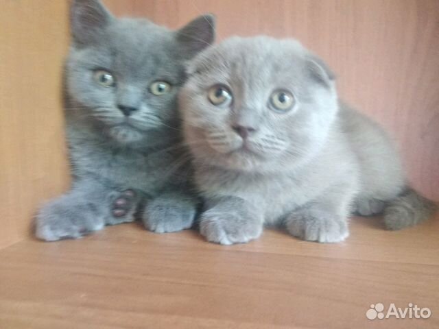 Шотландские девочки