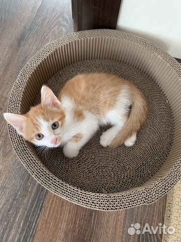 Прыгающий котёнок Матвей