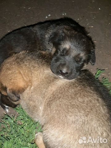 Продам щенят овчарки