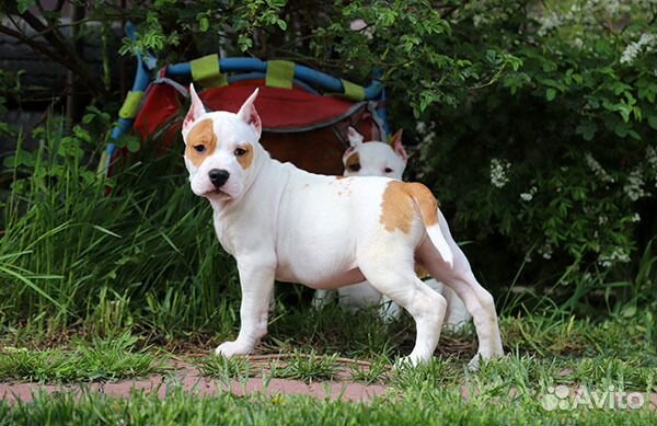 Крупный крепкий мальчик амстаффа 3 месяца