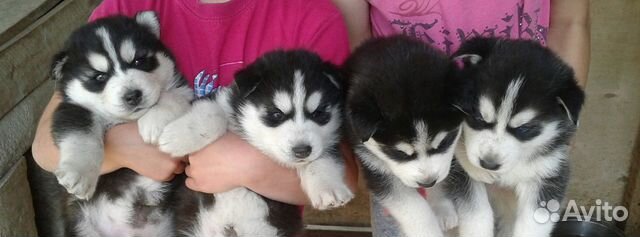 Щенки