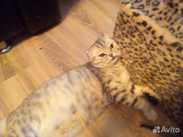Шотланские котята