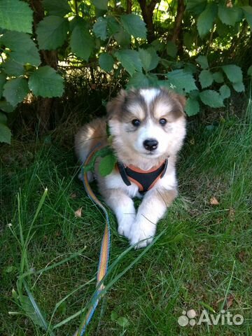 Щенок в добрые руки