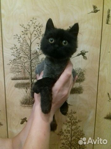 Умный Котёнок ищет маму и папу