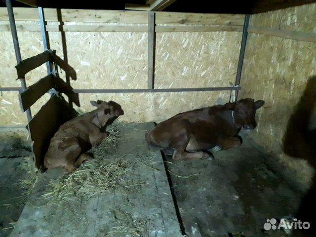 Бычок и телочка