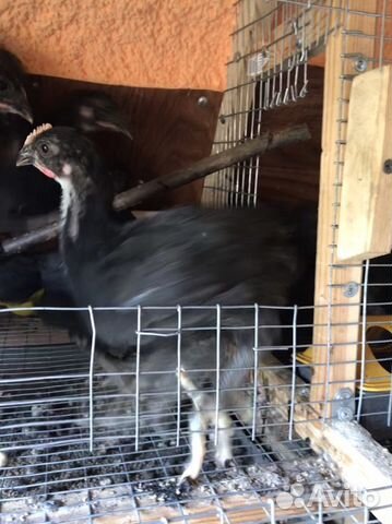 Петушки 1 месяц Джерсинский чёрный гигант