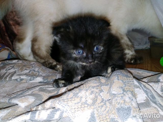 Вислоухие шотландские котята