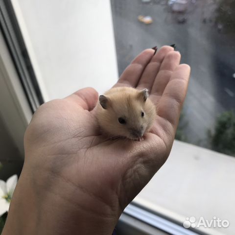 Хомяк джунгарик