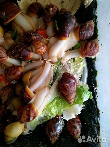 Отдам в добрые руки. Улитята ахатины 4-6 см. Ручны