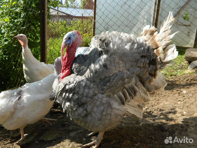 Гусята утята индюшата петухи взрослая птица яйцо