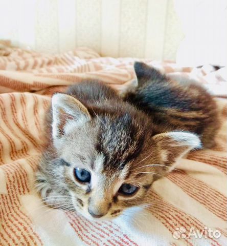 Возьмите котёнка в семью