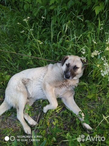 Красавец метис для охраны