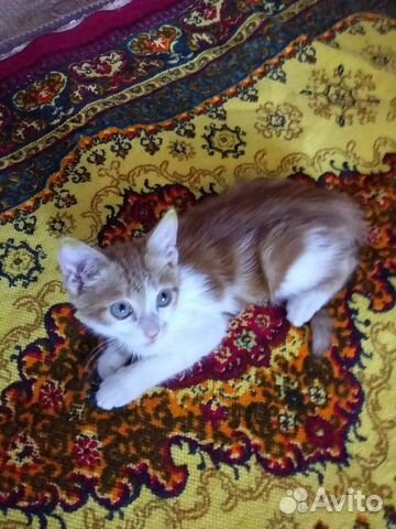 Отдам в хорошие руки котика 2 - х месячного он лас