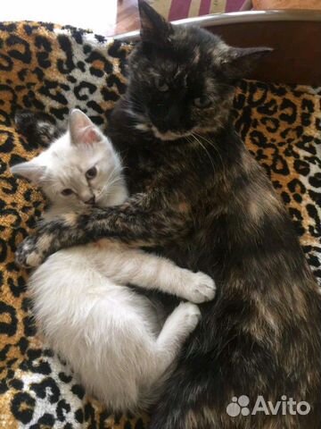 Котенок Милаша 2 мес. для добрых, ответственных