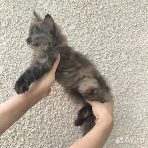 Котёнок безпородный в добрые руки