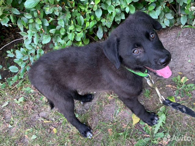 Маленький кабачок ищет дом