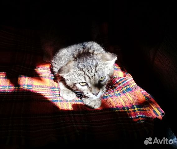 Котенок 2 месяца мальчик
