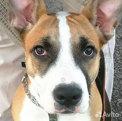 Кира в добрые руки