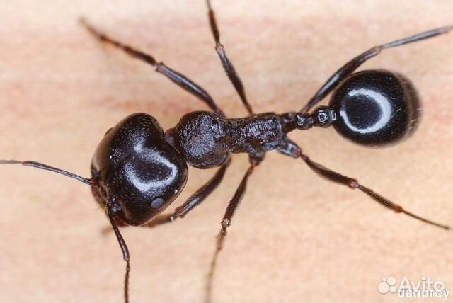 Муравьиная ферма - готовый набор с муравьями