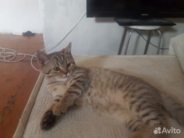 Шотландочка