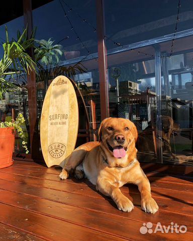 Вязка, лабрадор для вязки