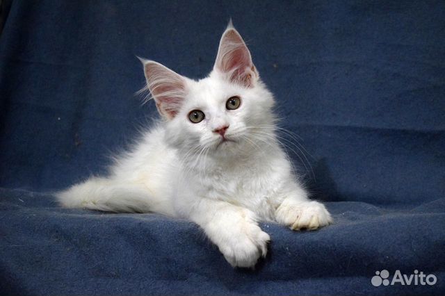 Кошечка мейн кун