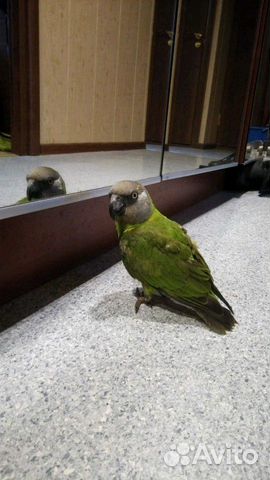 Синегальский попугай