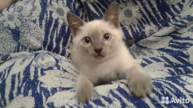 Чистокровный тайский котенок