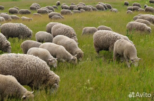 Бараны тексель