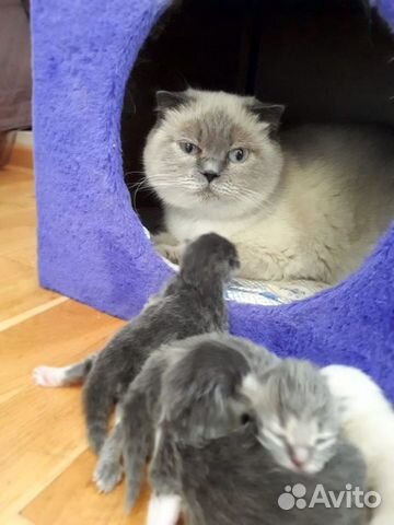 Шотландские котята