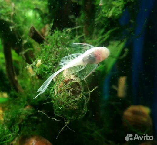 Мальки анциструсов альбиносов