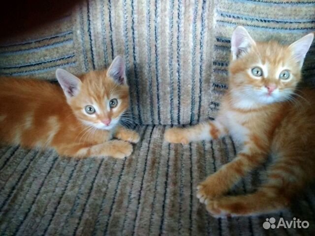 Рыженькие котики