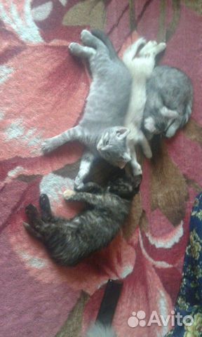 Котята британец помесь с персам